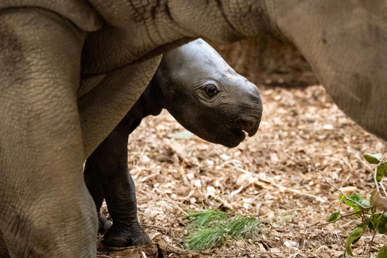Baby rhino makes debut at Cleveland Zoo