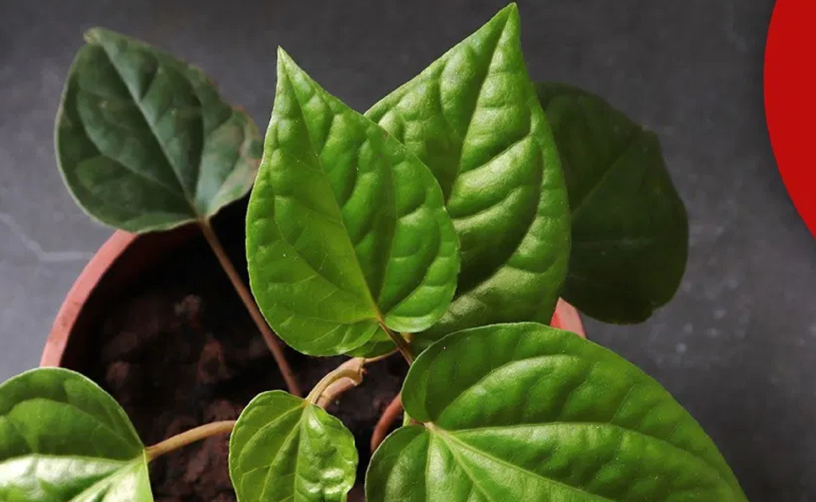 Grow Nutrient-Rich Betel Leaves at Home: A Complete Step-by-Step Guide ...