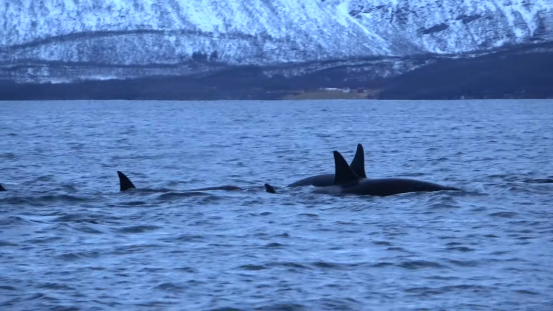 How one young woman swam with killer whales