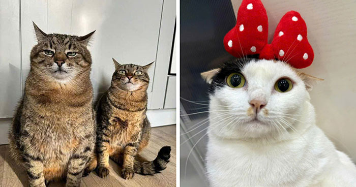 50 Pics Of Cats So Adorable They Should Probably Be Declared National ...