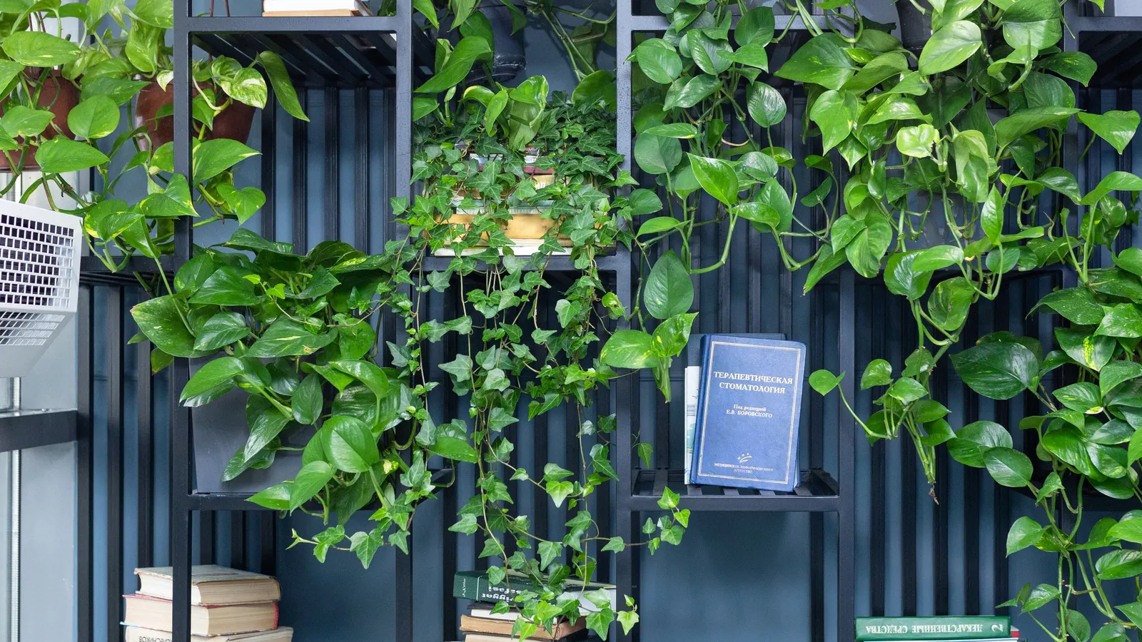 Everything you need to know to care for a money plant