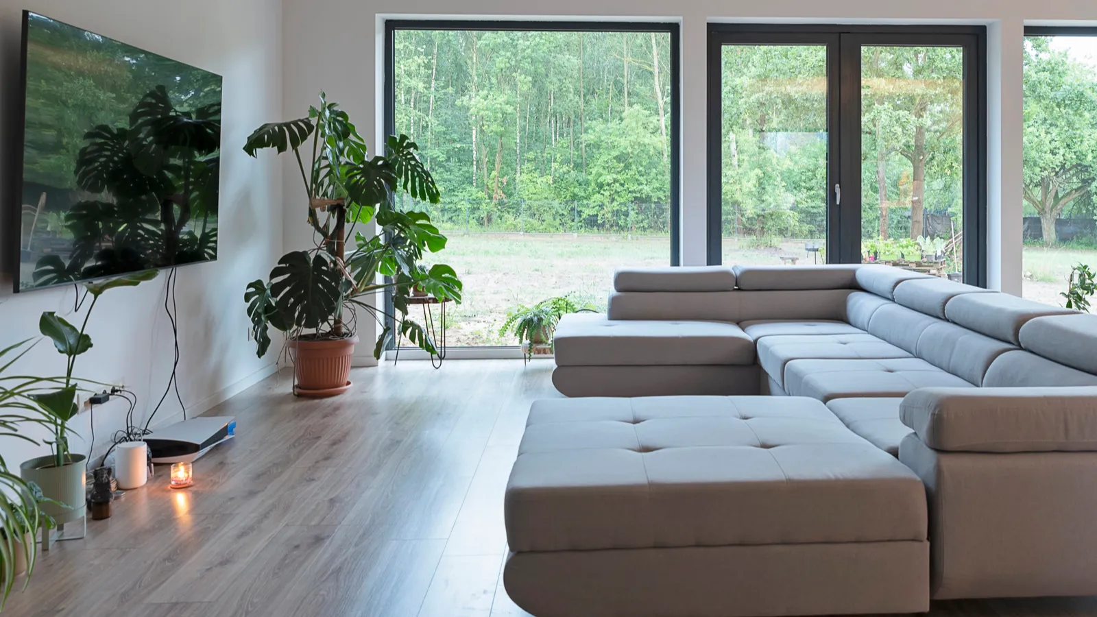 Everything you need to know to care for a money plant
