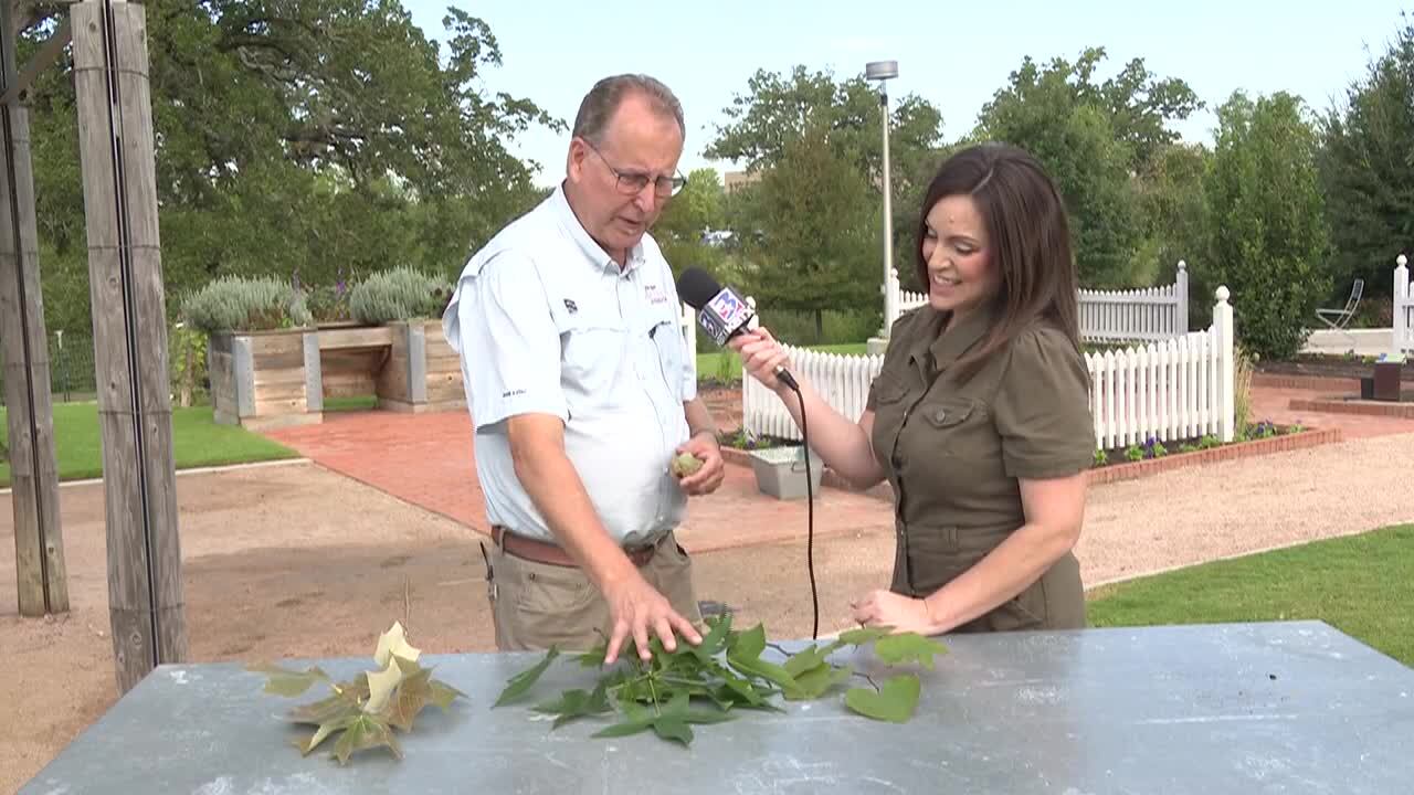 Weekend Gardener: Register now for “Trees for Brazos County” event