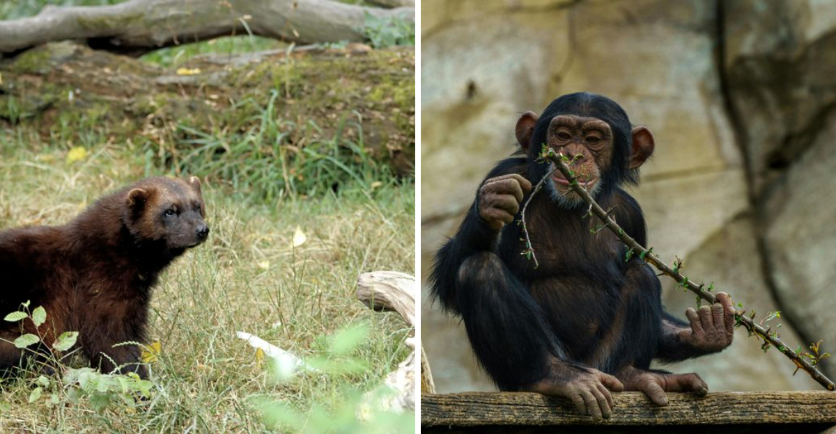 12 Creatures That Kill For Fun And What That Says About Them