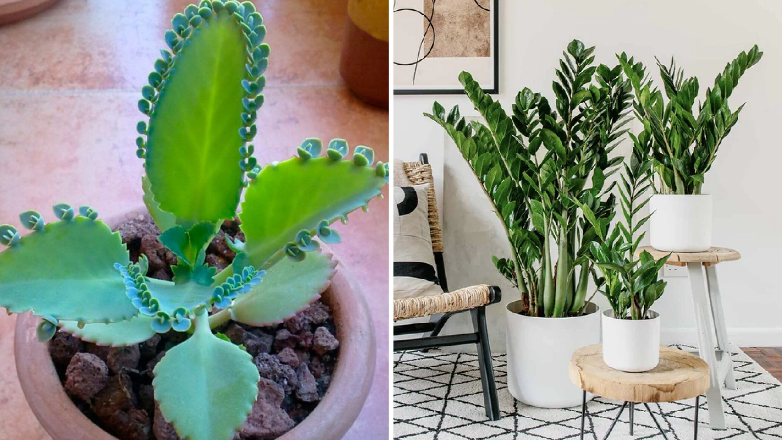 15 Hard-to-kill plants for people without a green thumb
