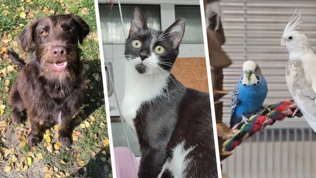 „Wer will mich?“: Diese Tiere haben kein Zuhause