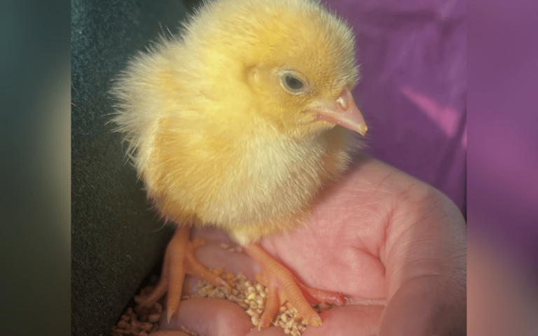 Tiny chick found "still alive" in egg farm trash, woman knows what to do
