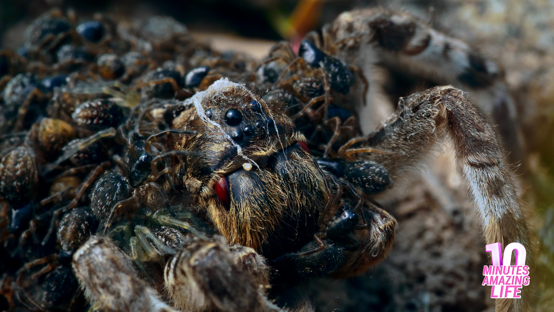 Wolf Spider Carrying Her Spiderlings