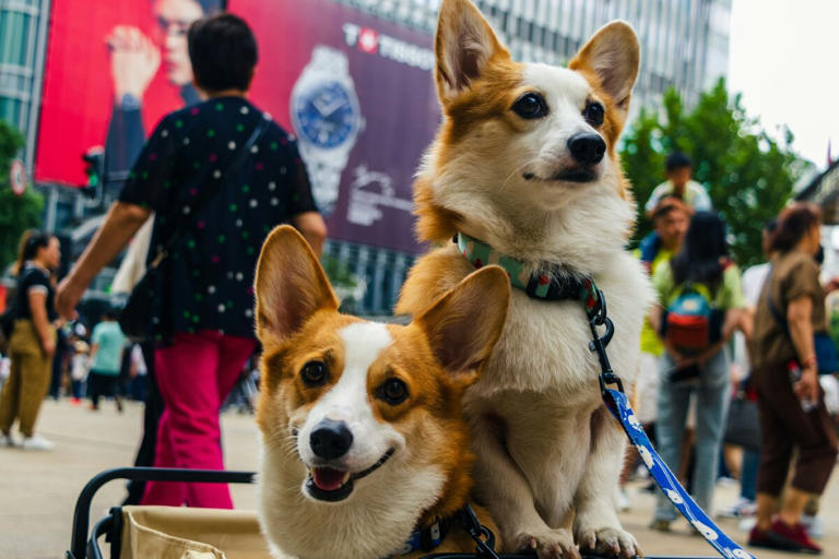 Survival Of The Friendliest: What Dogs And Wolves Teach Us About Evolution