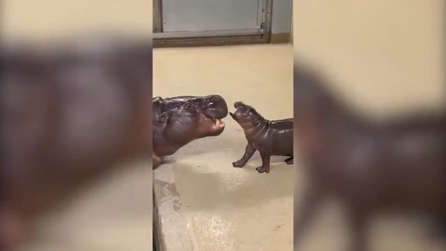 Hugo the feisty baby pygmy hippo chases bubbles and mom in adorable ...