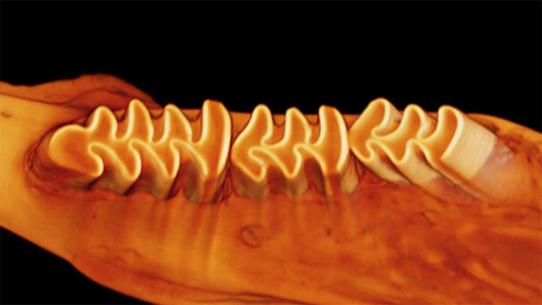 Vole teeth reveal how a simple change can create complex new features ...