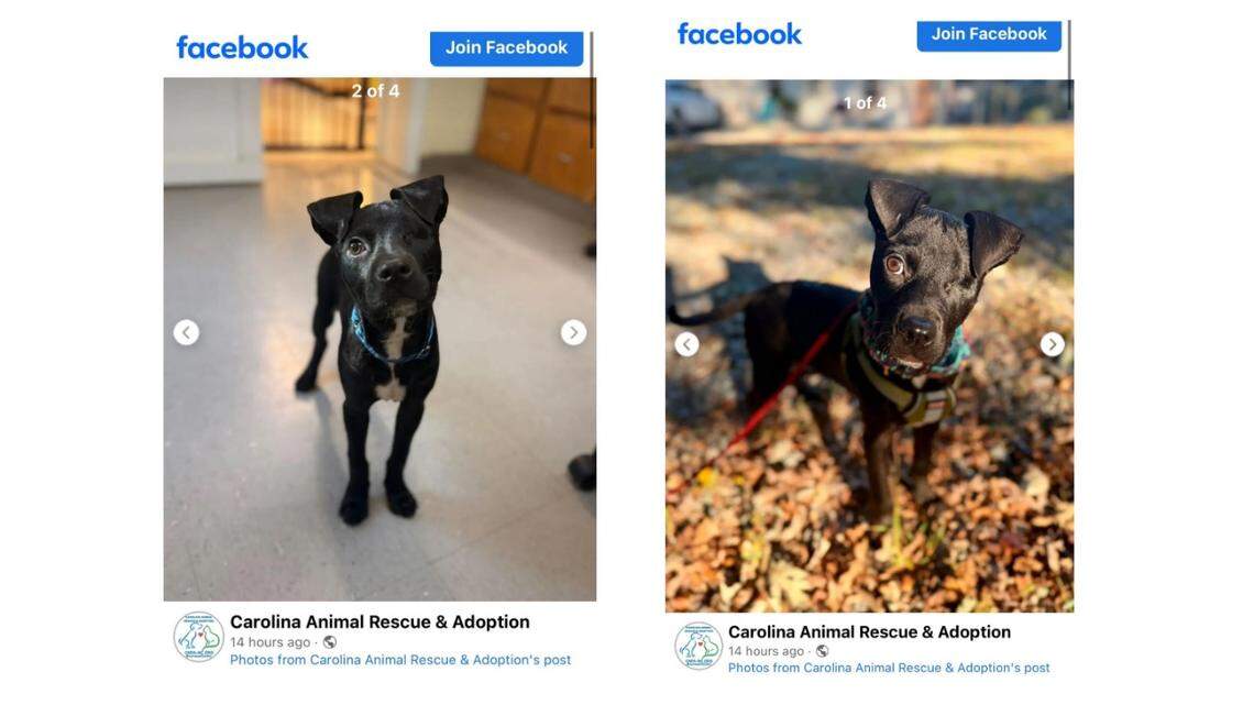 Pup rescued from animal attack and 4 other bittersweet shelter stories