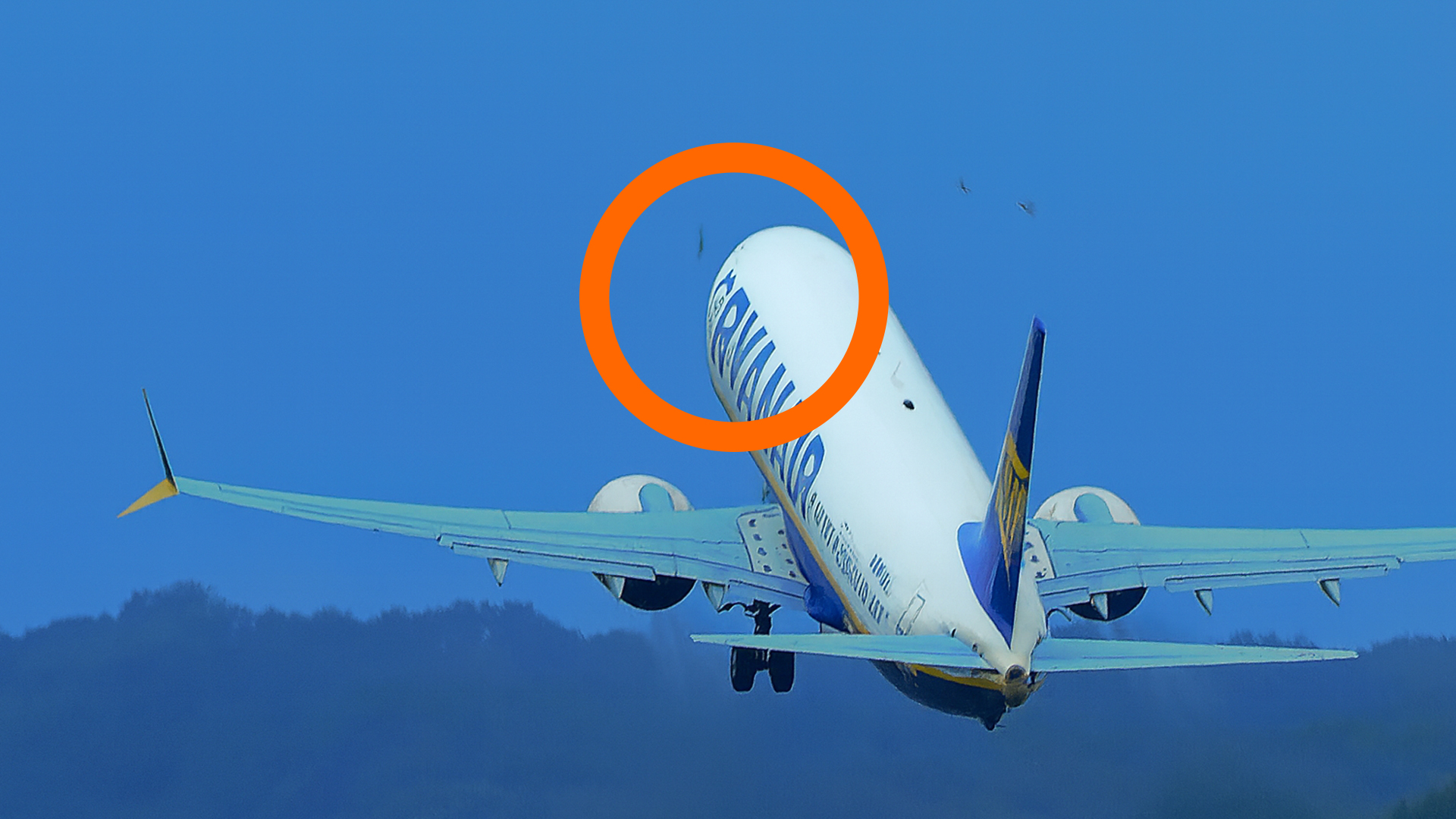 Airplane Bird Strike Caught on Camera