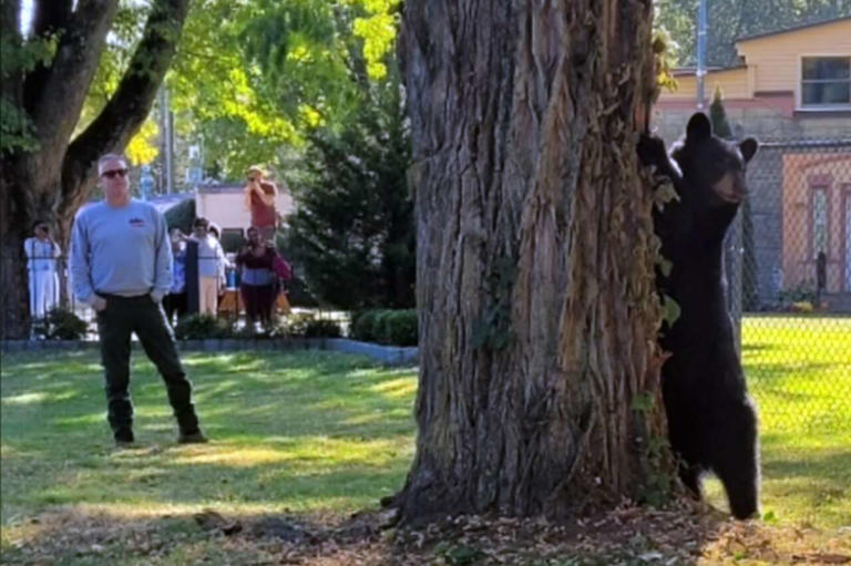 Bear's suburban adventure ends safely after romp through Westchester