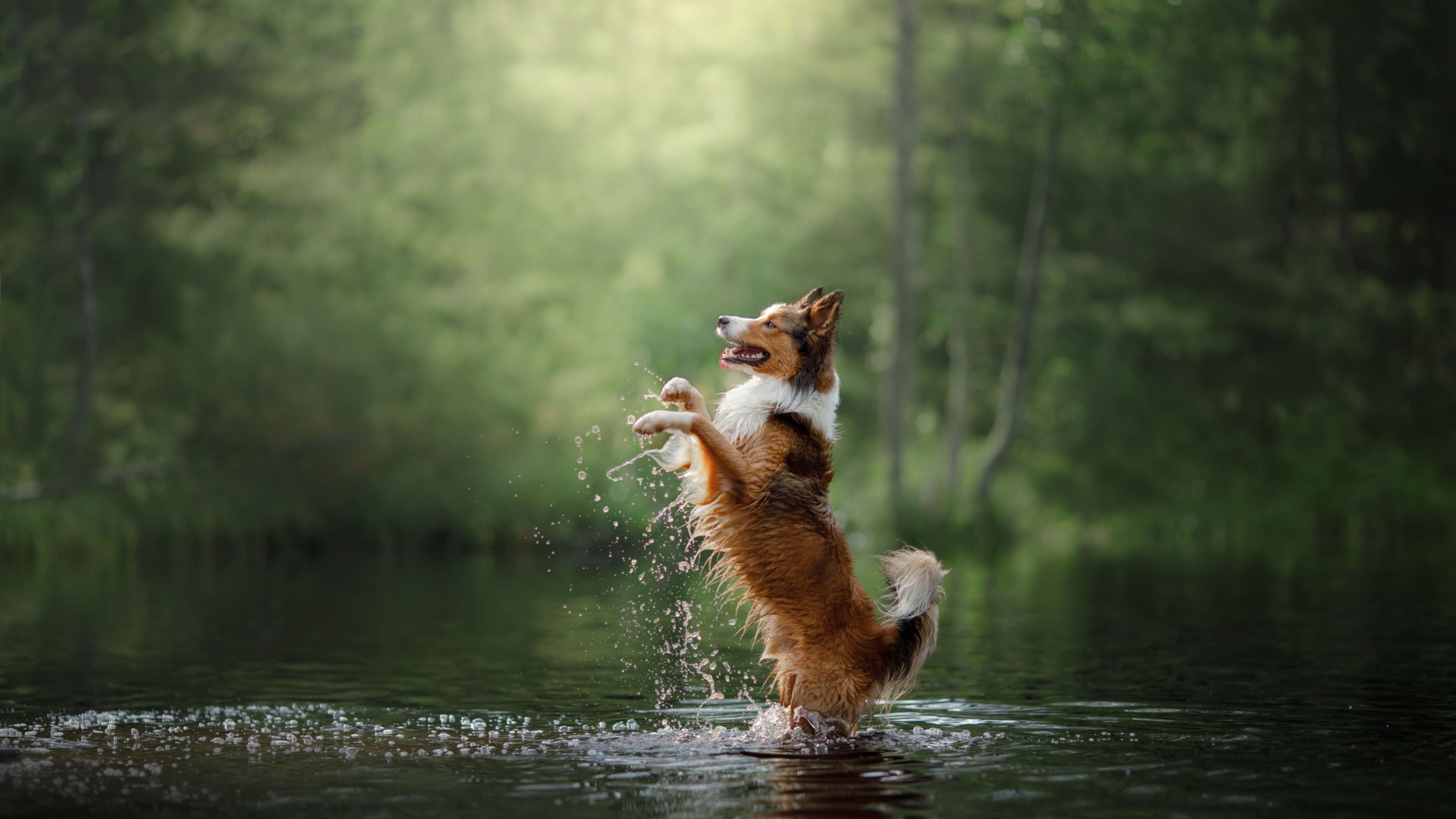 Dog Breeds That Are Too Much For Most People