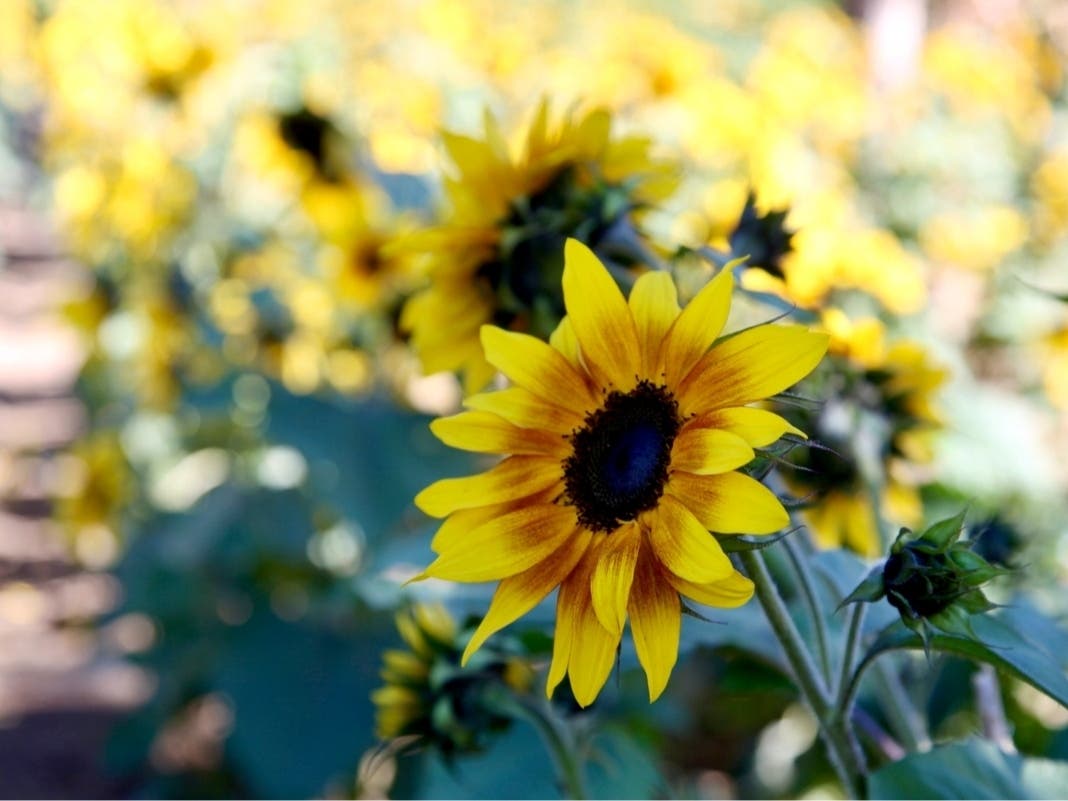 12 Things To Do With Your Kids This Fall In The Tampa Bay Area