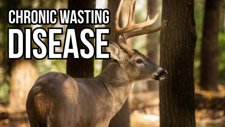 Deer tests positive for CWD at Portage County deer farm