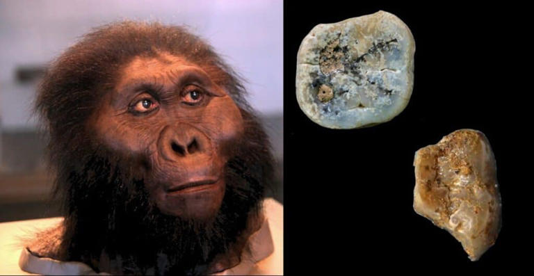 Paranthropus: The Forgotten Cousins of Humanity Who May Have Made the ...
