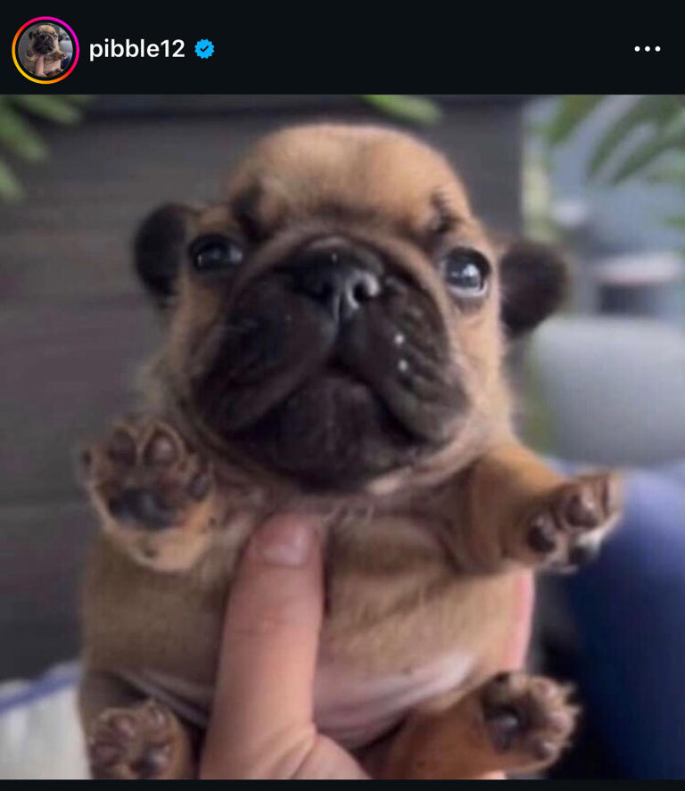What's A 'Pibble?' The Memes About French Bulldog Puppies Explained