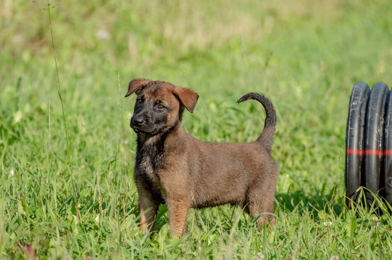 Dog Breeds That Are Too Much For Most People
