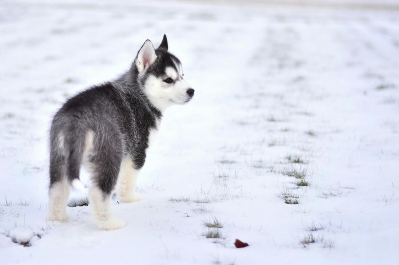Dog Breeds That Are Too Much For Most People