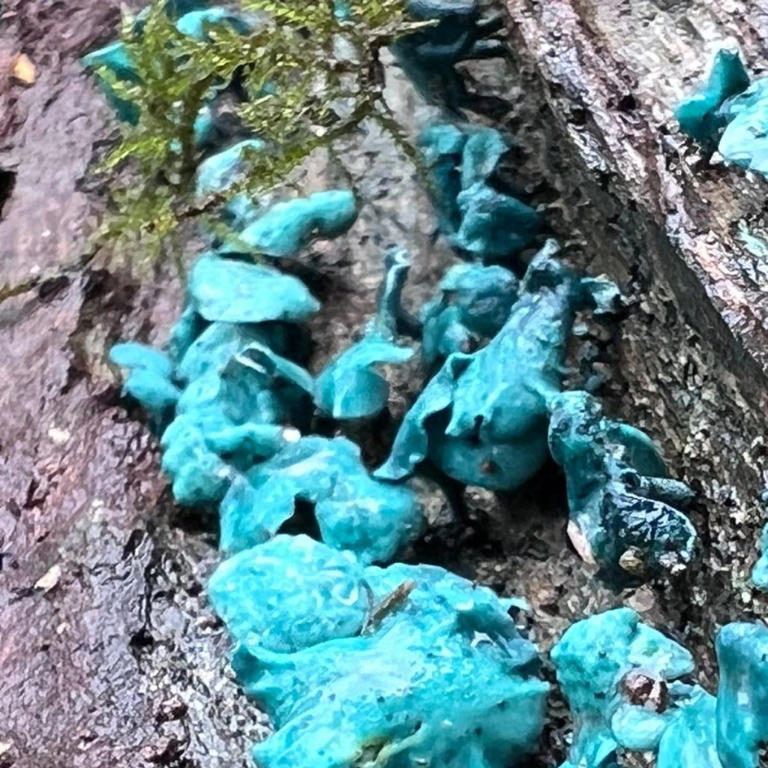 Scientists Uncover ‘Thinking’ Network Beneath Forests That Talk to ...