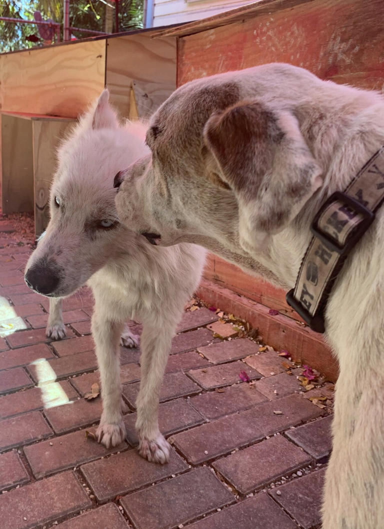 'Chupacabra' Lived Under A Car For Years Before A Hero Changed His Life