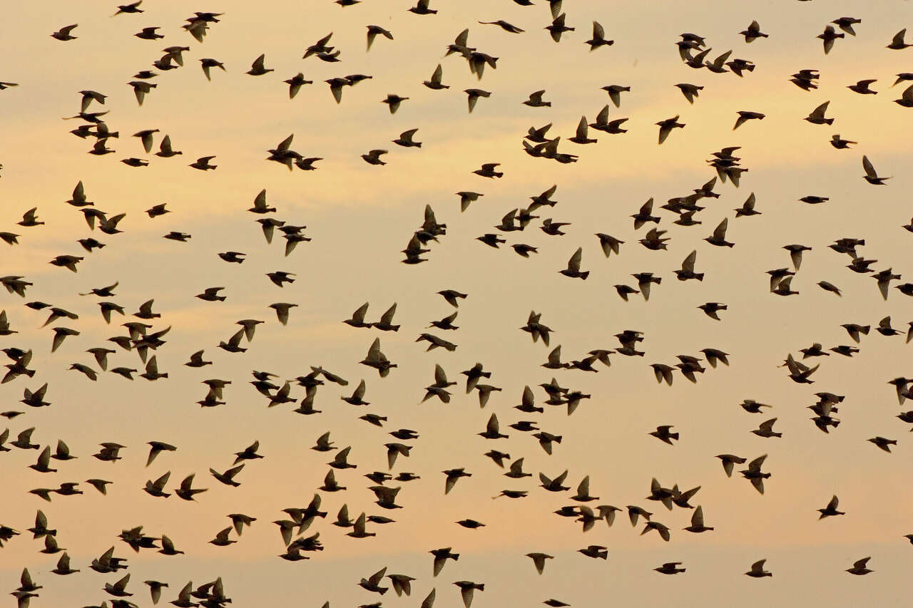 Record-breaking bird migration swarms over Texas