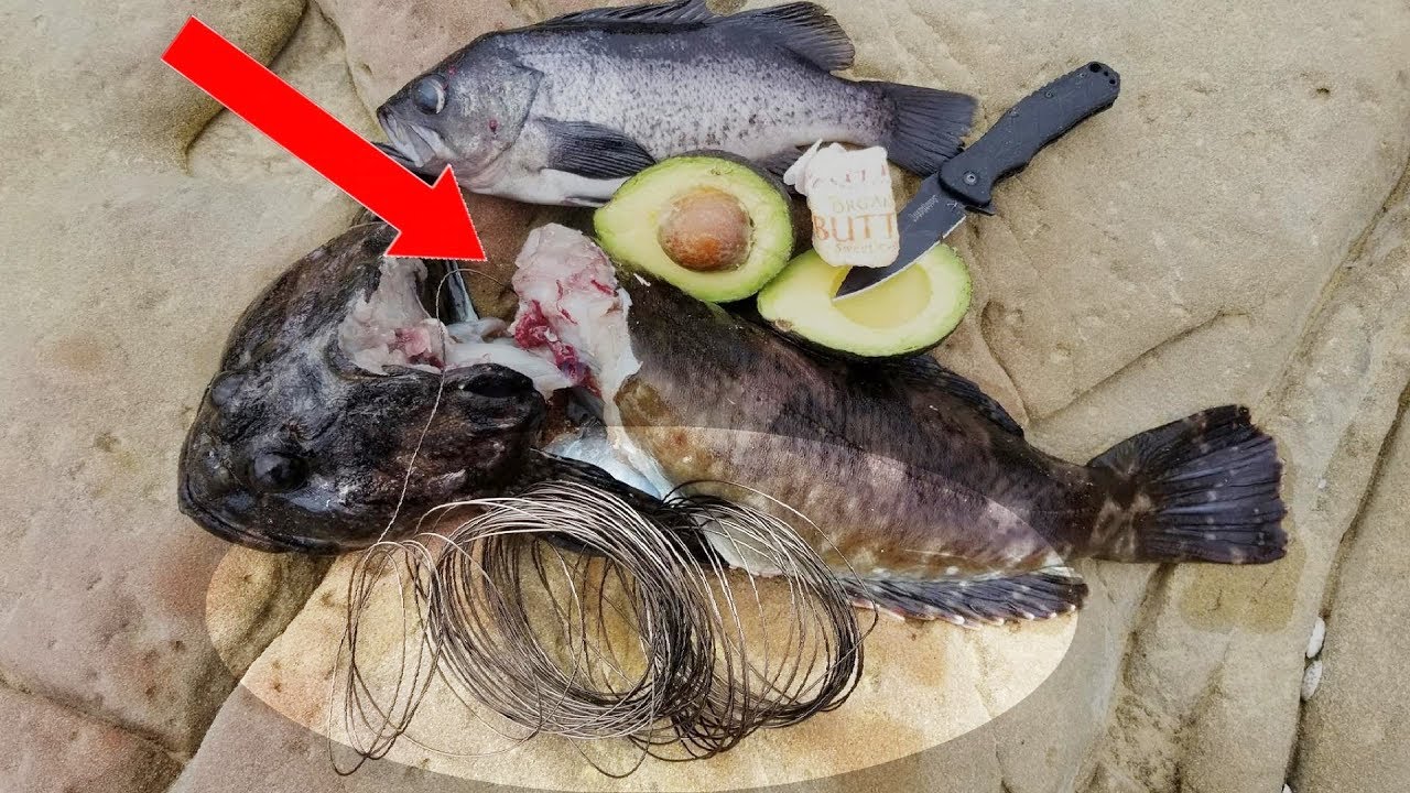 Ike jime technique: Wire through the spinal cord - explained!