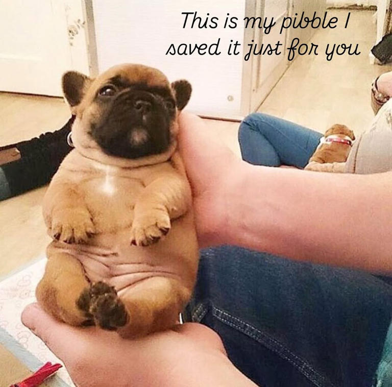 What's A 'Pibble?' The Memes About French Bulldog Puppies Explained