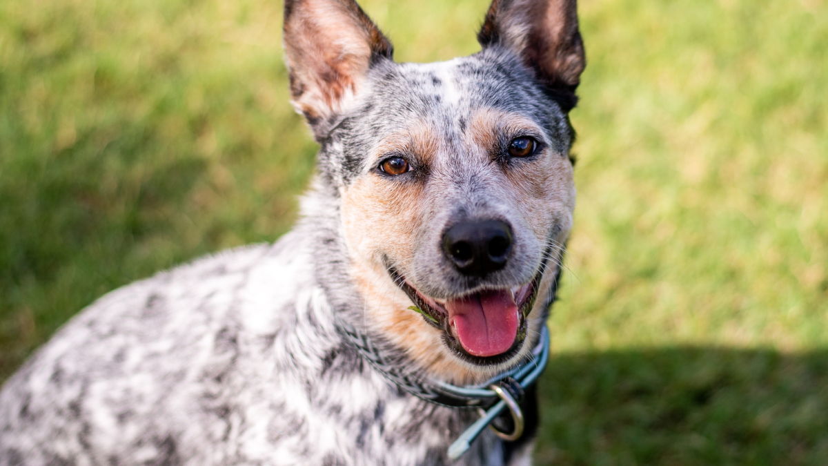 Cattle Dog’s Innocent Little Smirk After Someone Destroys the Household ...