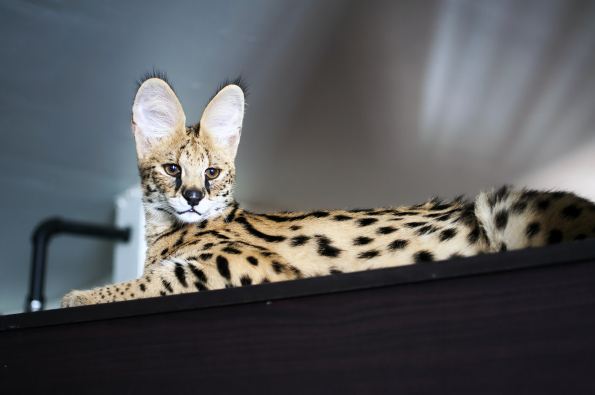 Serval Cat’s Tiny Meow While Asking for Dinner Is Breaking the Internet
