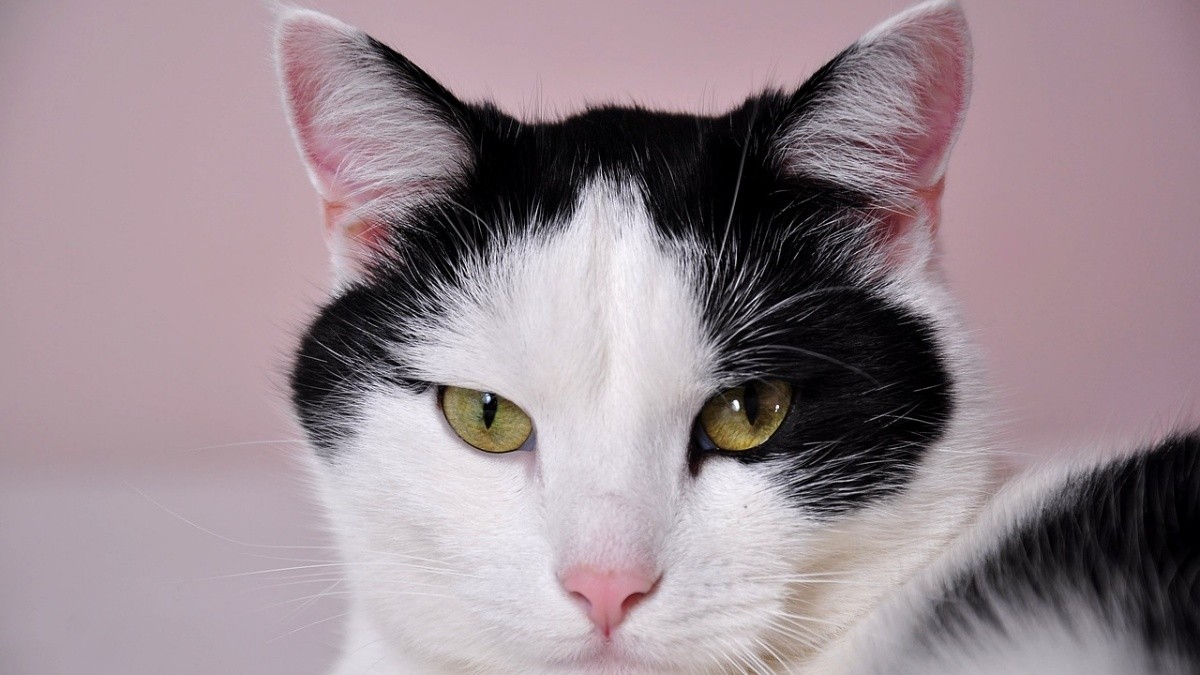 What vets say your cat does when he feels the end is near