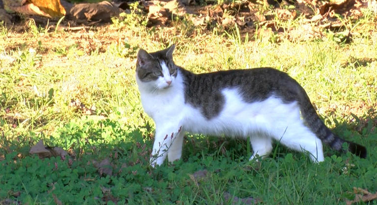 As Kentucky State Reformatory prepares to close, Humane Society rehomes ...