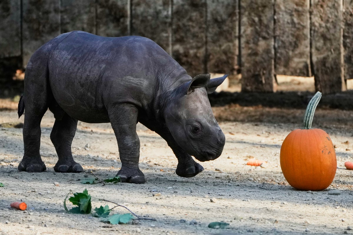 Critically endangered baby black rhino makes its debut at Cleveland zoo