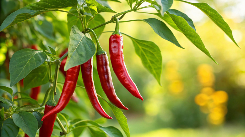 The Country That Produces The Most Chili Peppers Eats The Majority Of Them