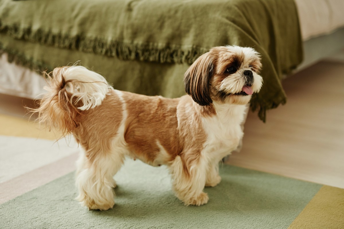 These are the Very Accurate Stages of a 'Full-Blown' Shih-Tzu Temper ...
