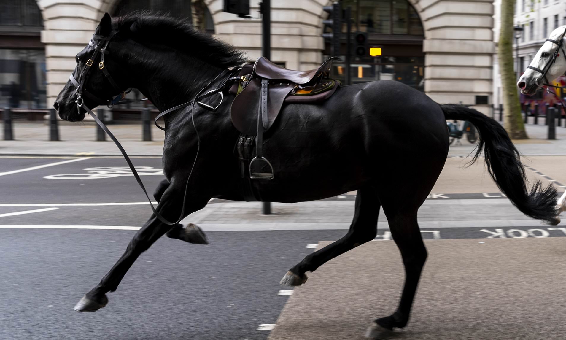 Runaway military horse that rampaged through London after being ...