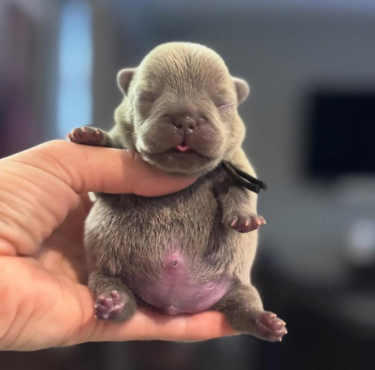 What's A 'Pibble?' The Memes About French Bulldog Puppies Explained