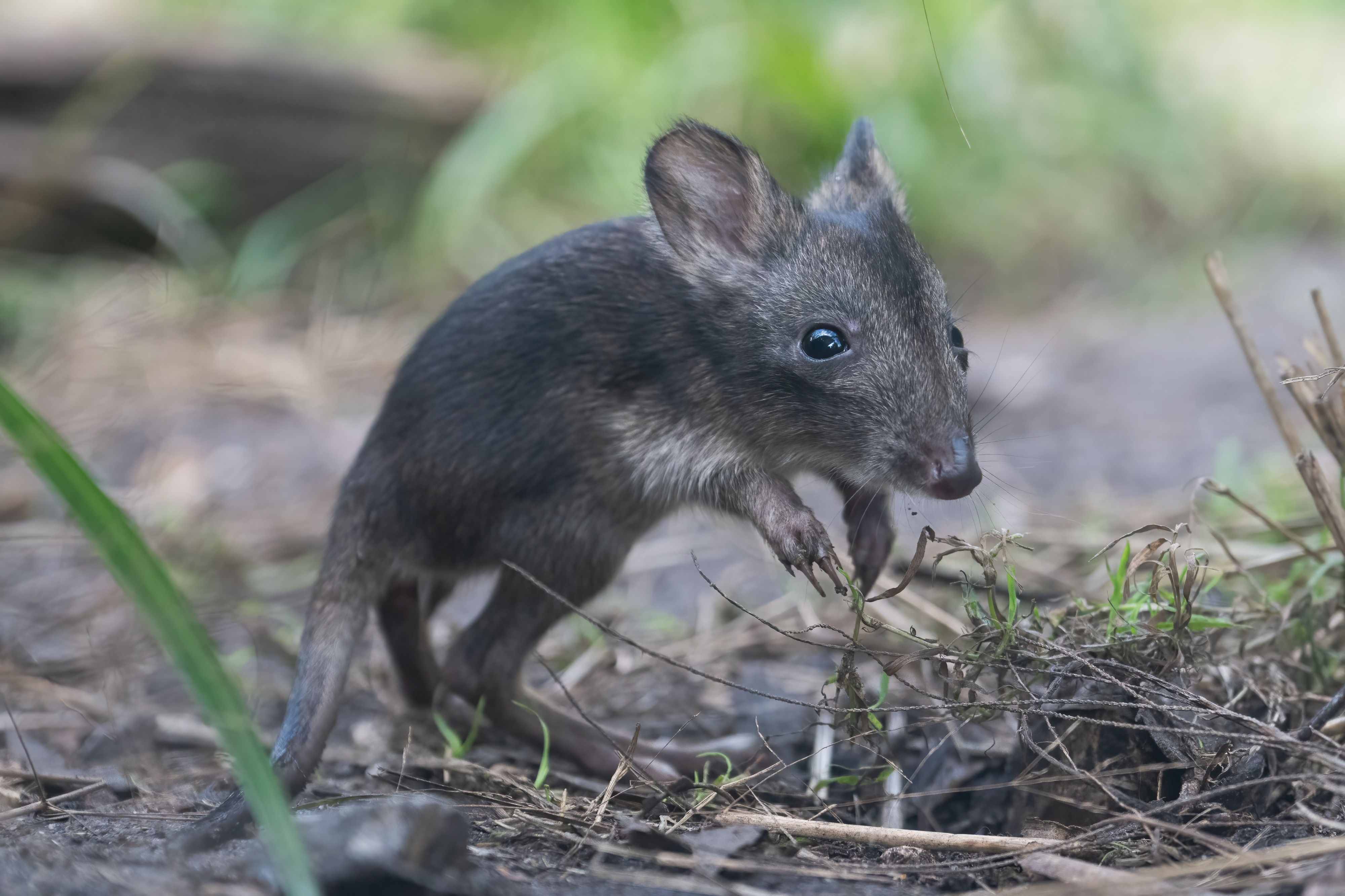 Adorable potoroo joey spotted outside pouch for first time