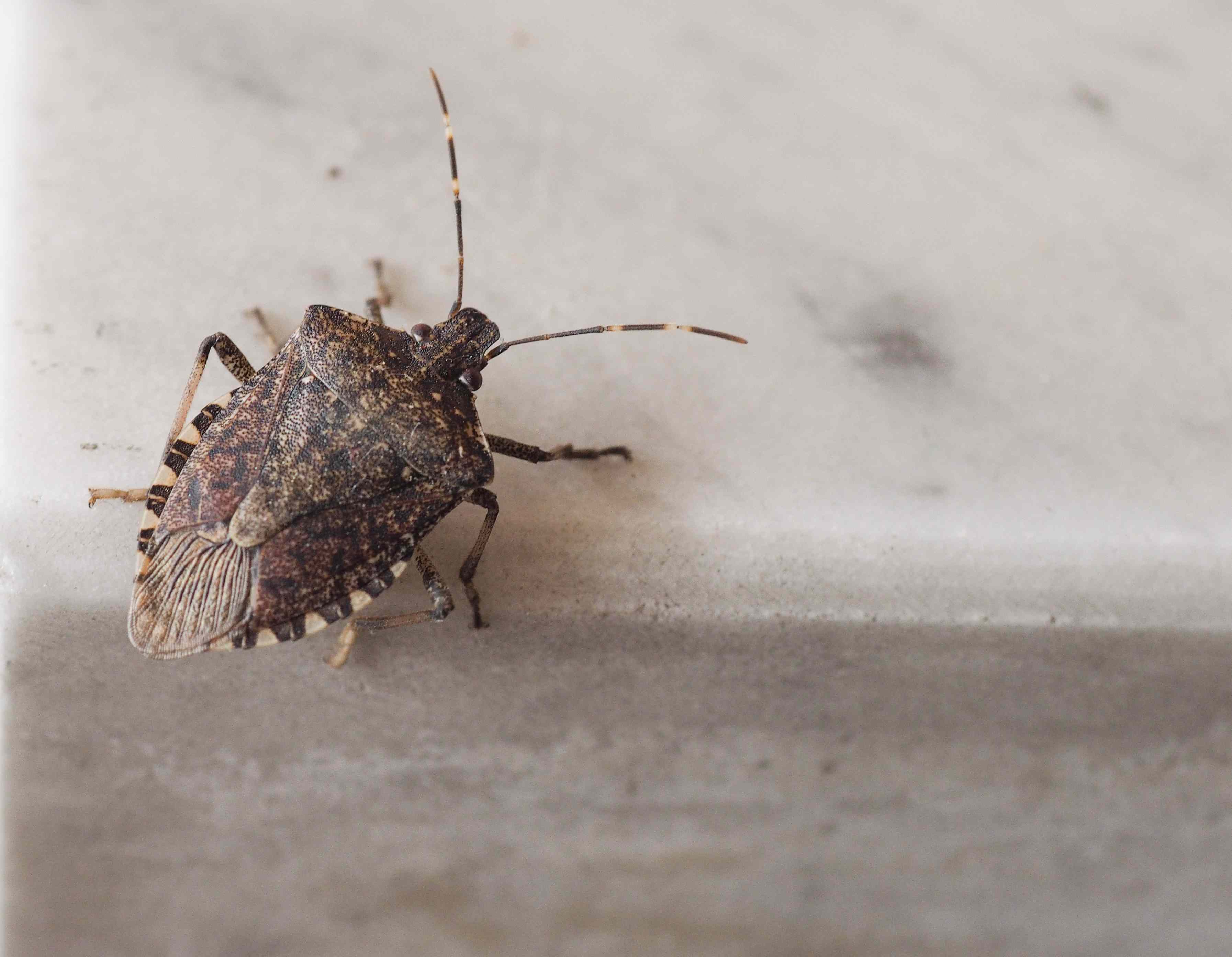 5 natural solutions to keep stink bugs away from your home for good