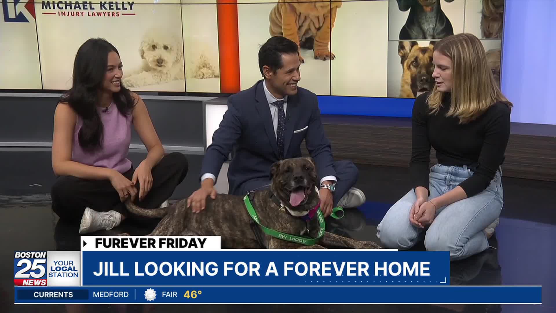 Furever Friday: Jill looking for a furever home