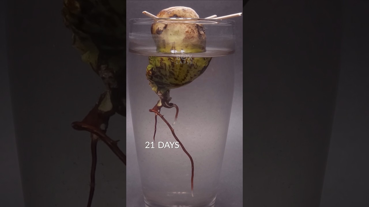 Mango seed in a glass of water - time lapse