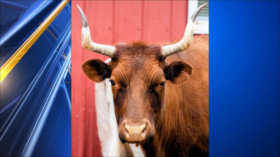 Sedgwick County Zoo mourns loss of milking Devon cow