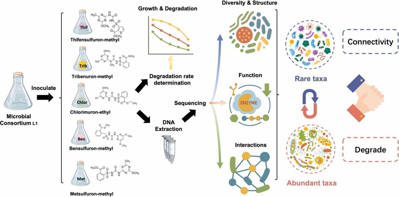 Scientists reveal mechanisms of synthetic microbial consortium for soil ...
