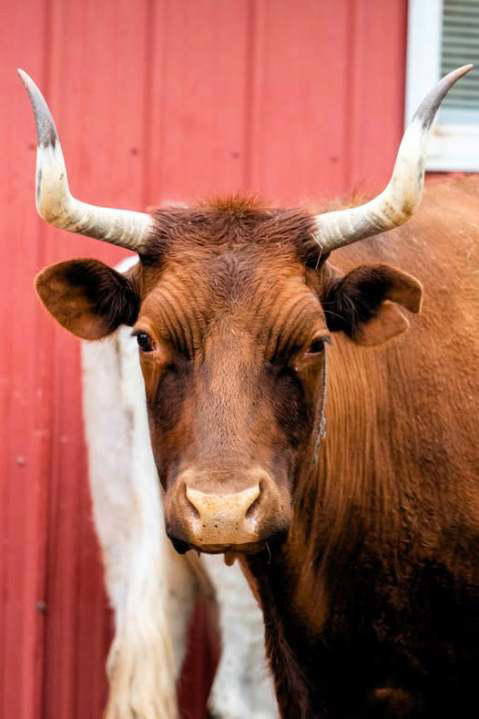 Sedgwick County Zoo mourns loss of milking Devon cow