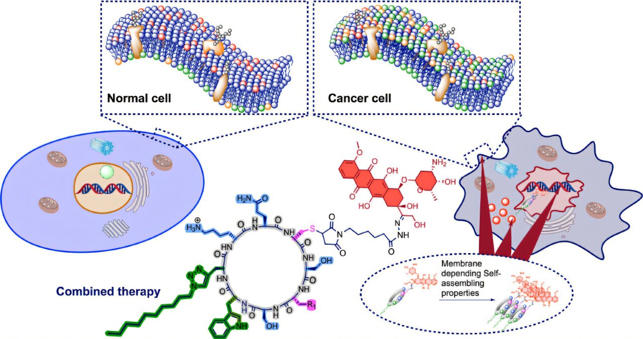 Peptide nanotubes show promise for overcoming chemotherapy resistance