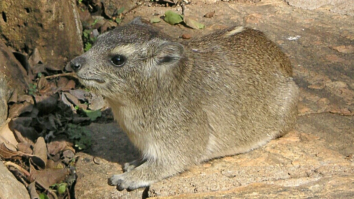 No es un hueso ni una huella: el hallazgo prehistórico que asombra al ...