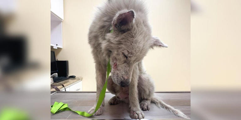 'Chupacabra' Lived Under A Car For Years Before A Hero Changed His Life