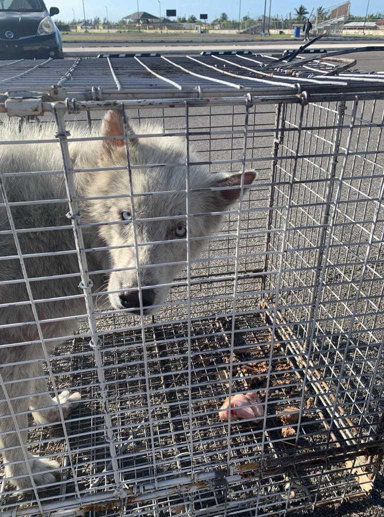 'Chupacabra' Lived Under A Car For Years Before A Hero Changed His Life